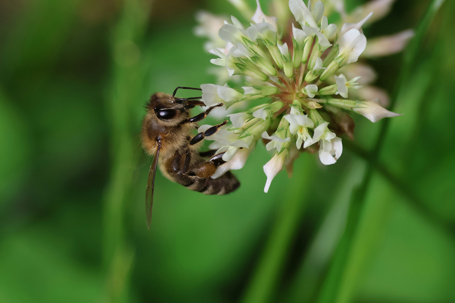 Sacred Lessons from the Honeybee: A Story of Purpose, Community, and ...