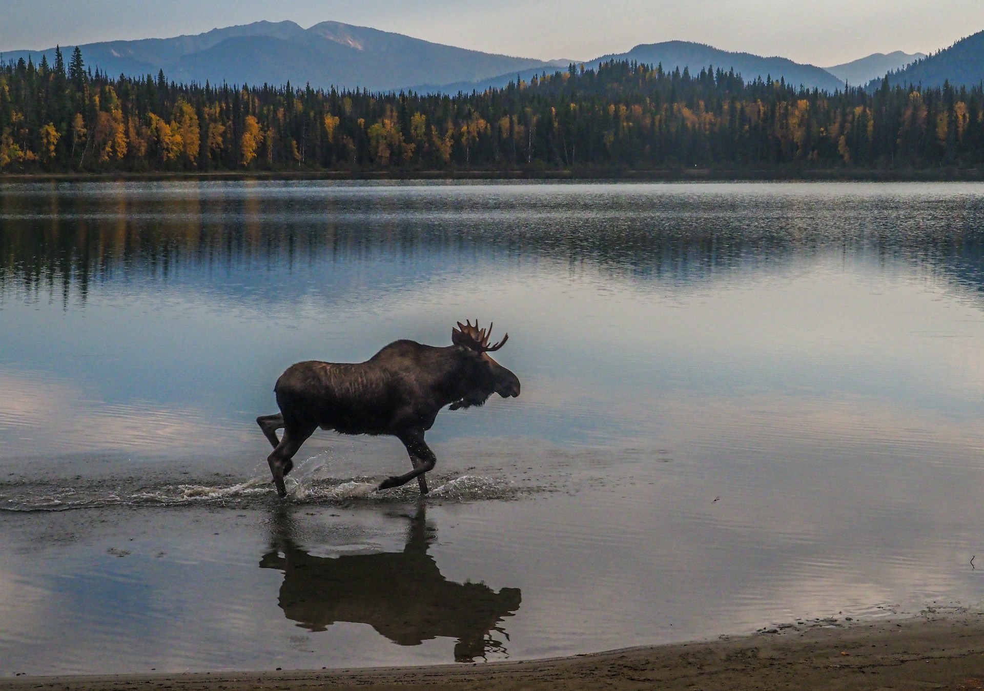 Moose, Medicines, and Migration: Climate Impacts on Cultural Keystone ...